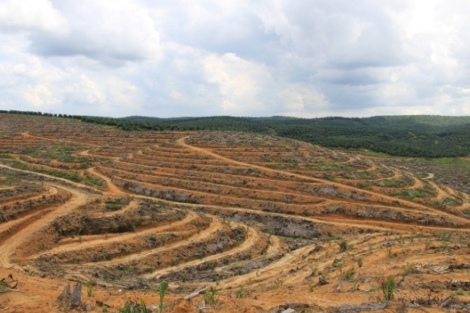 Zero Burning - Anglo Eastern Plantations PLC